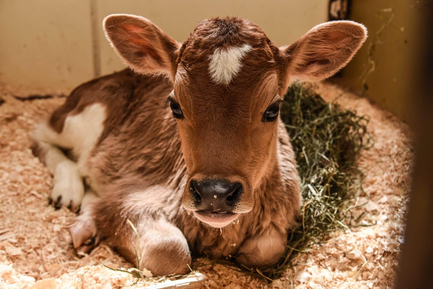 Baby Farm Animal Celebration | The Woodstock Inn and Resort