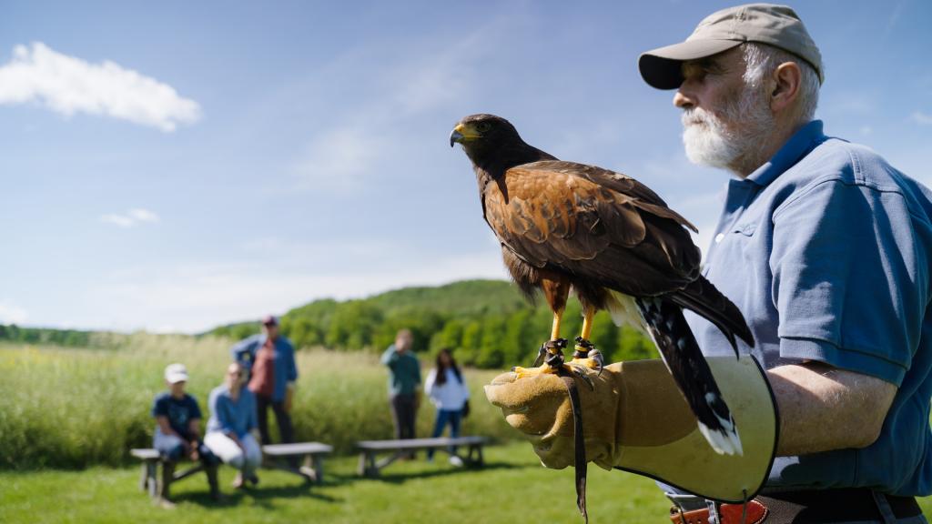 New England Falconry | Things To Do Around Woodstock VT