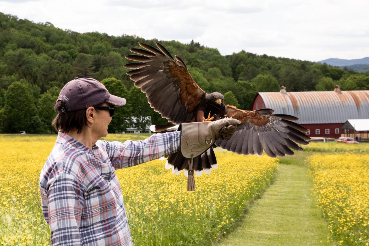 Falconry | The Woodstock Inn and Resort