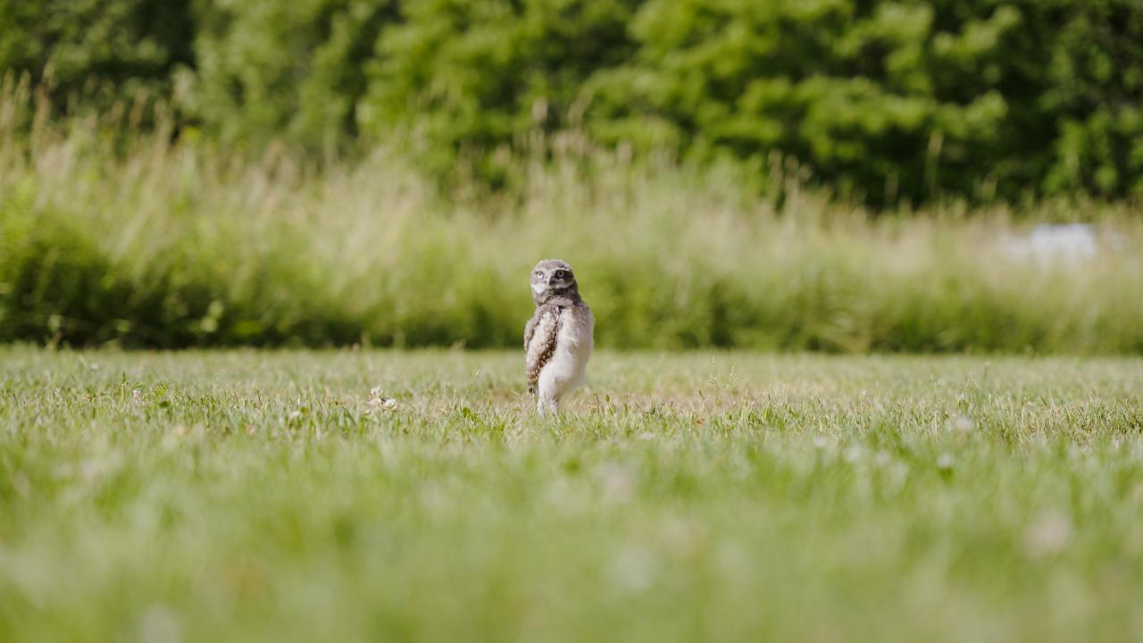 New England Falconry | Things To Do Around Woodstock VT